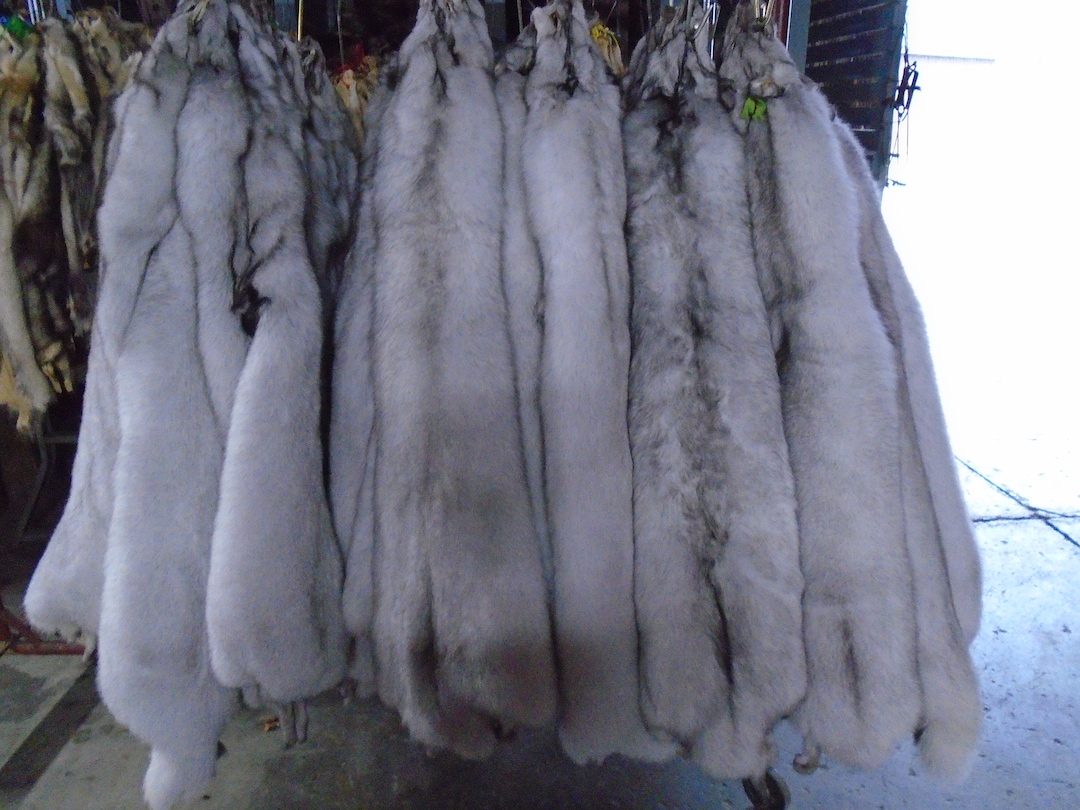 Blue Fox, #1 Quality Just in From Norway, These Do Not Have Tails - Etsy