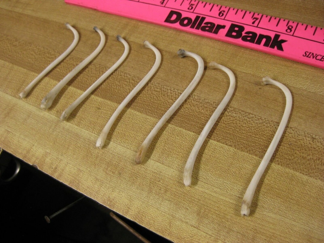 Raccoon Baculum Bone - Etsy