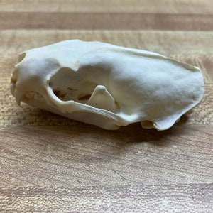 Mink Skull, Animal Skull, Bones - Etsy