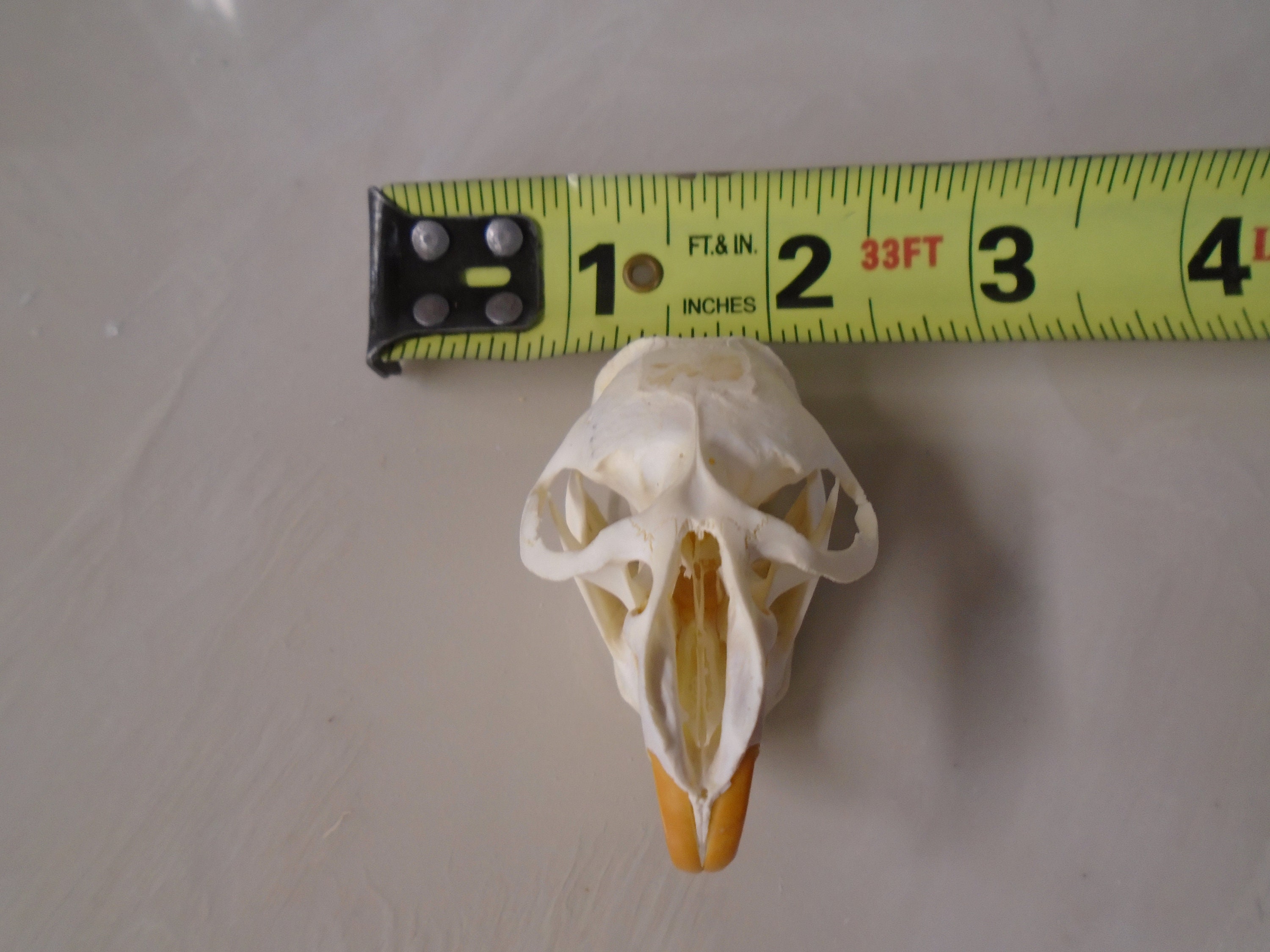 Muskrat Skulls - Etsy