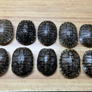 One Slider Turtle Shell - Etsy