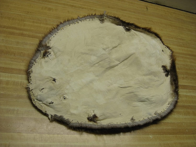 Tanned Beaver canadian Hides - Etsy