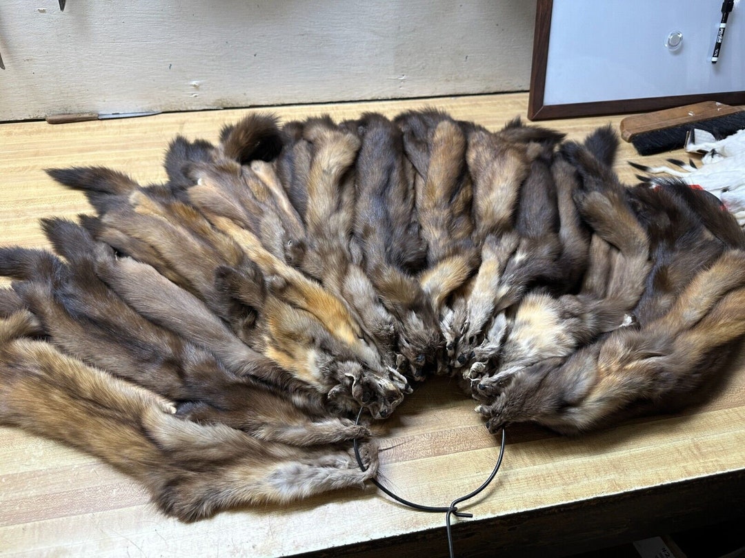 Tanned Sable Hide - Etsy