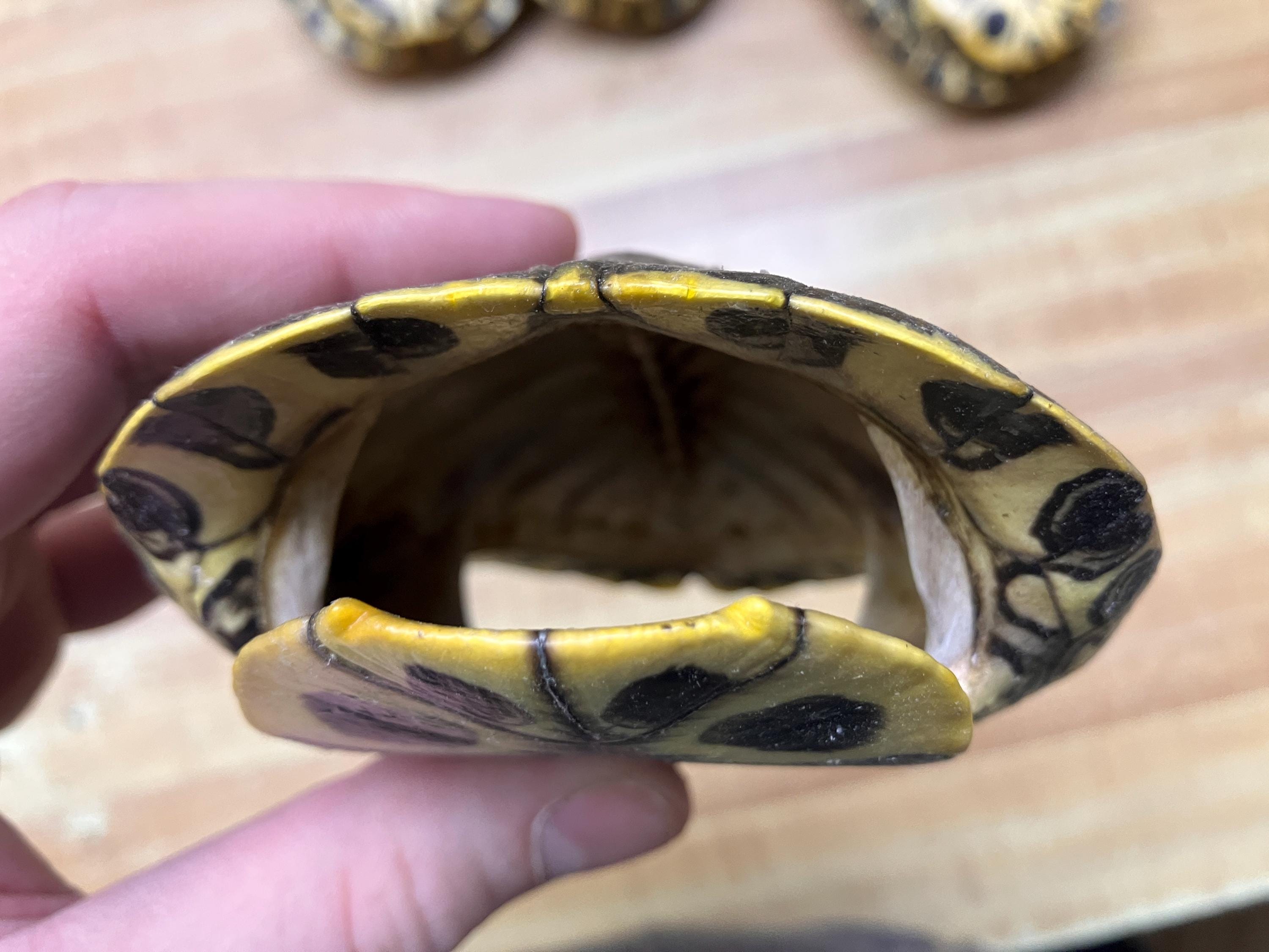 One Small Slider Turtle Shell - Etsy