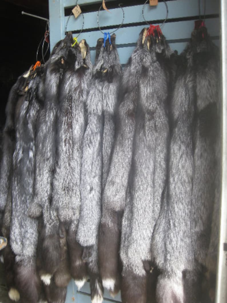 Tanned Silver Fox Hides - Etsy