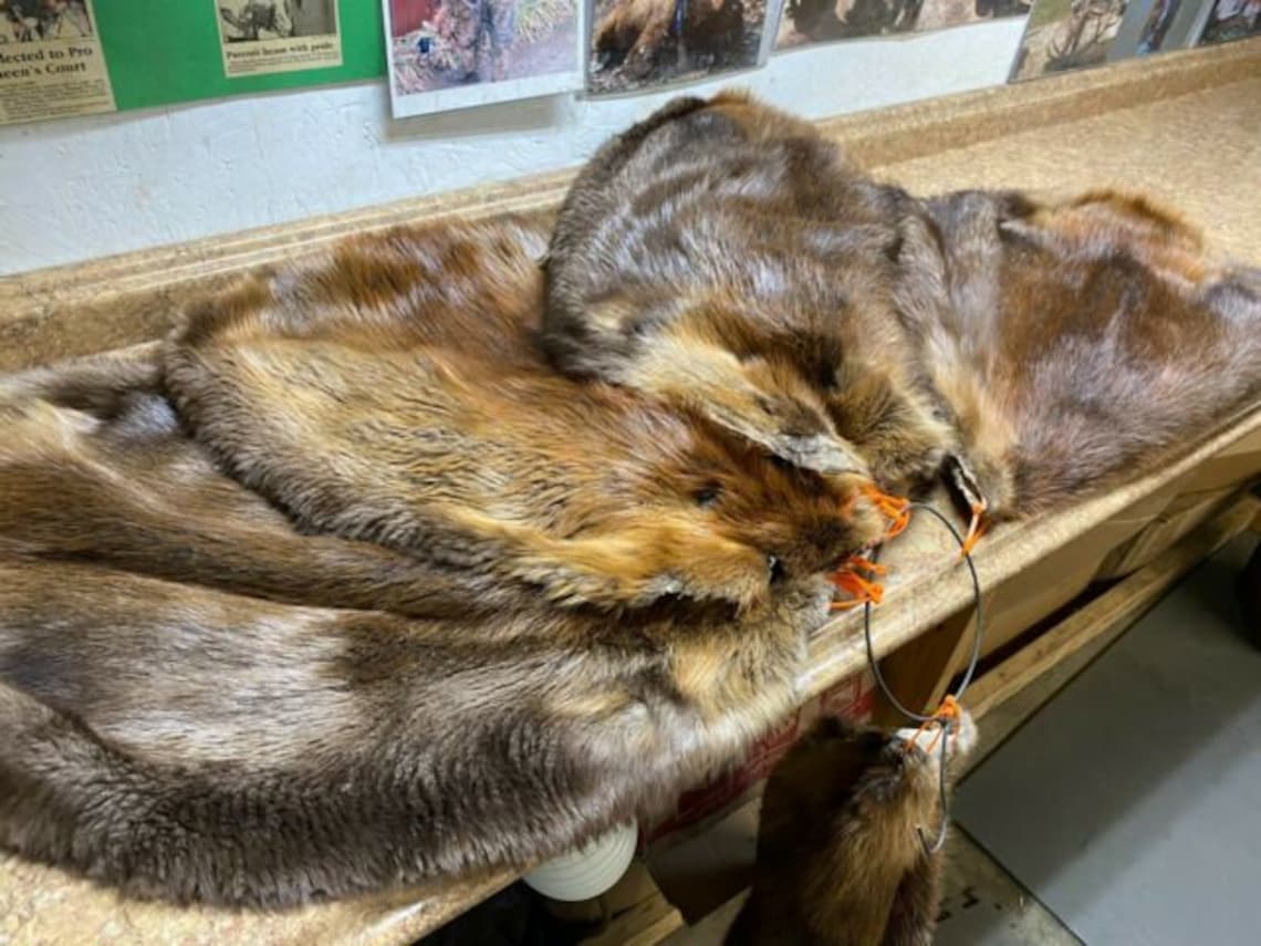 Tanned Beaver canadian Hides - Etsy