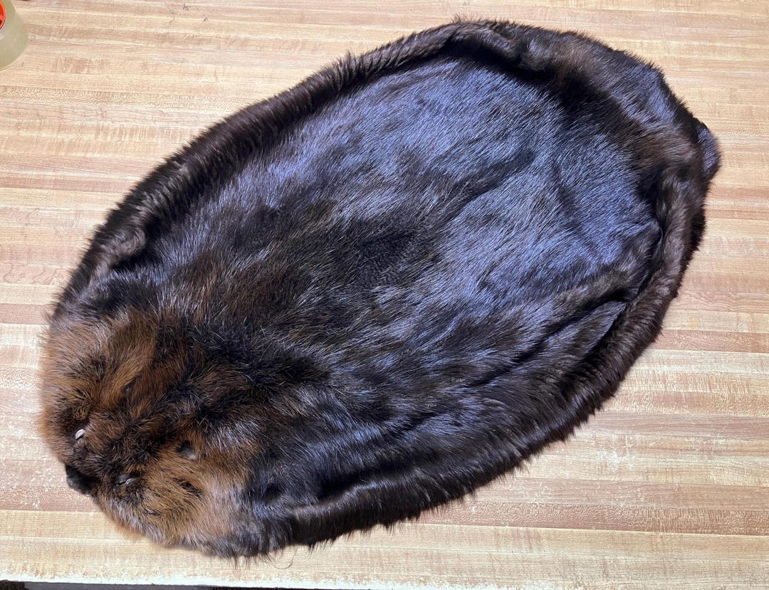 Tanned Beaver (canadian) Hides - Etsy