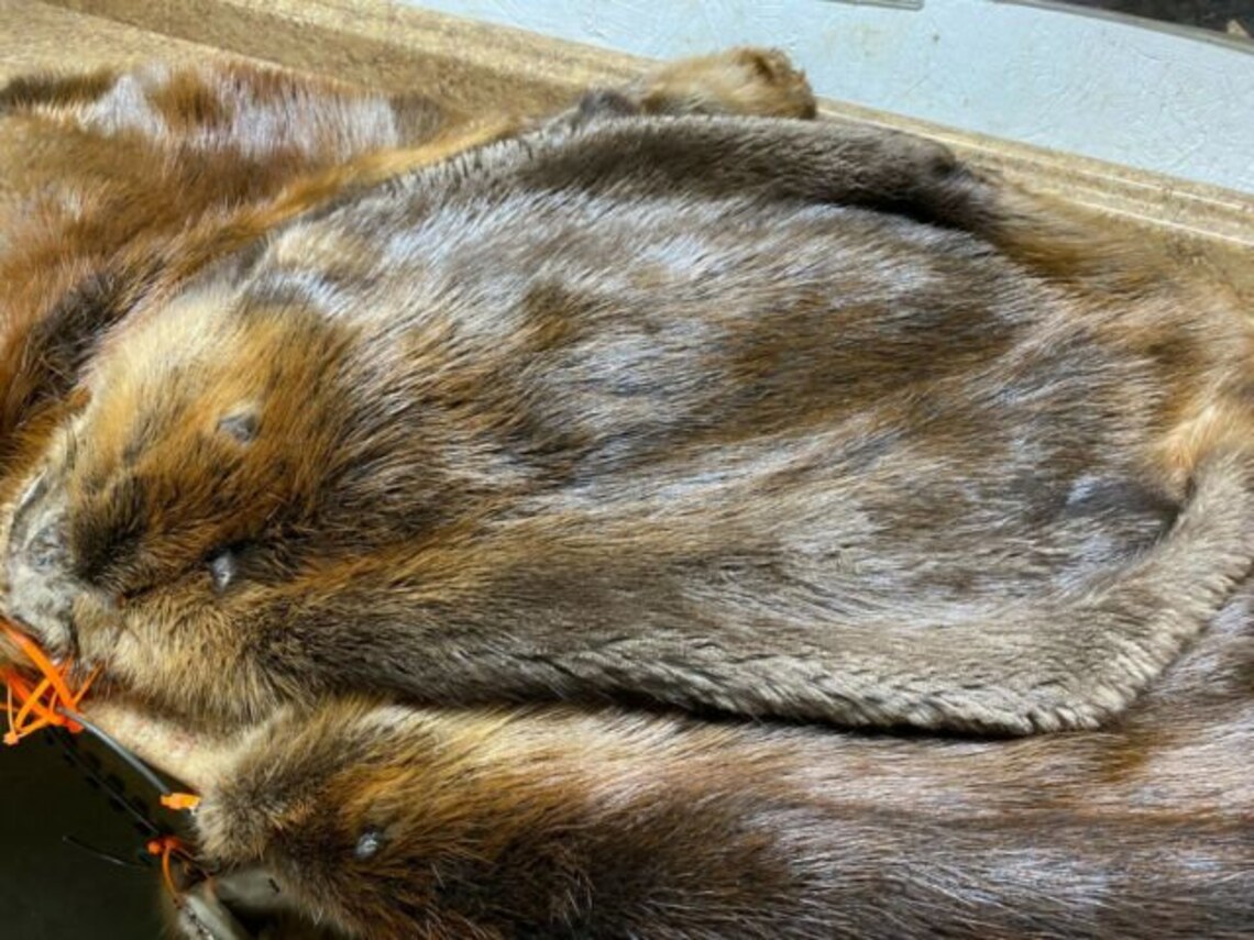 Tanned Beaver (canadian) Hides - Etsy
