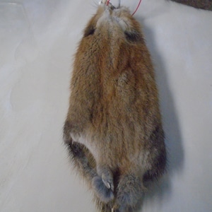 Tanned Muskrat Hides - Etsy