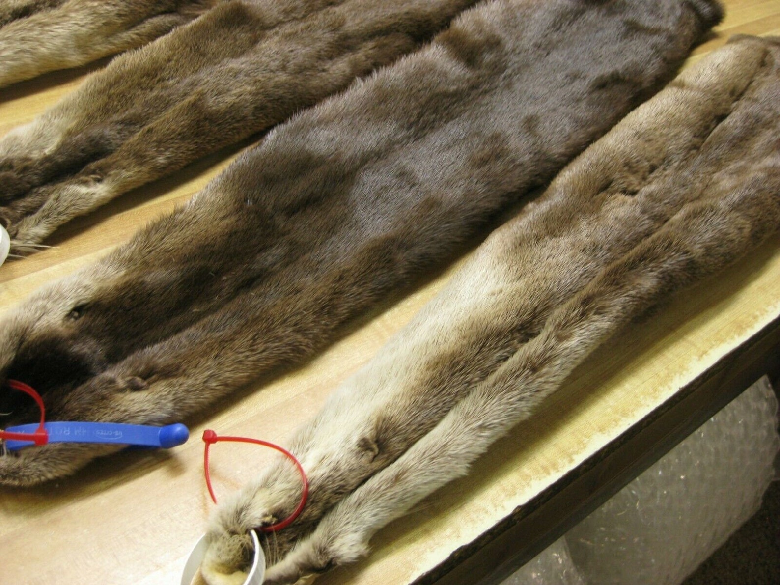 Tanned River Otter Hides - Etsy