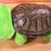 Big Eyed Turtle in Real Turtle Shell - Etsy