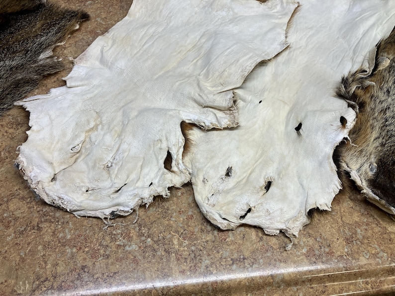 Ground Hog Hide, Slight Damage, Pelts, Tanned - Etsy