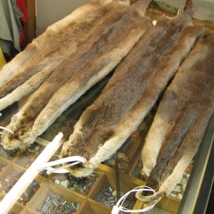Tanned River Otter Hides - Etsy