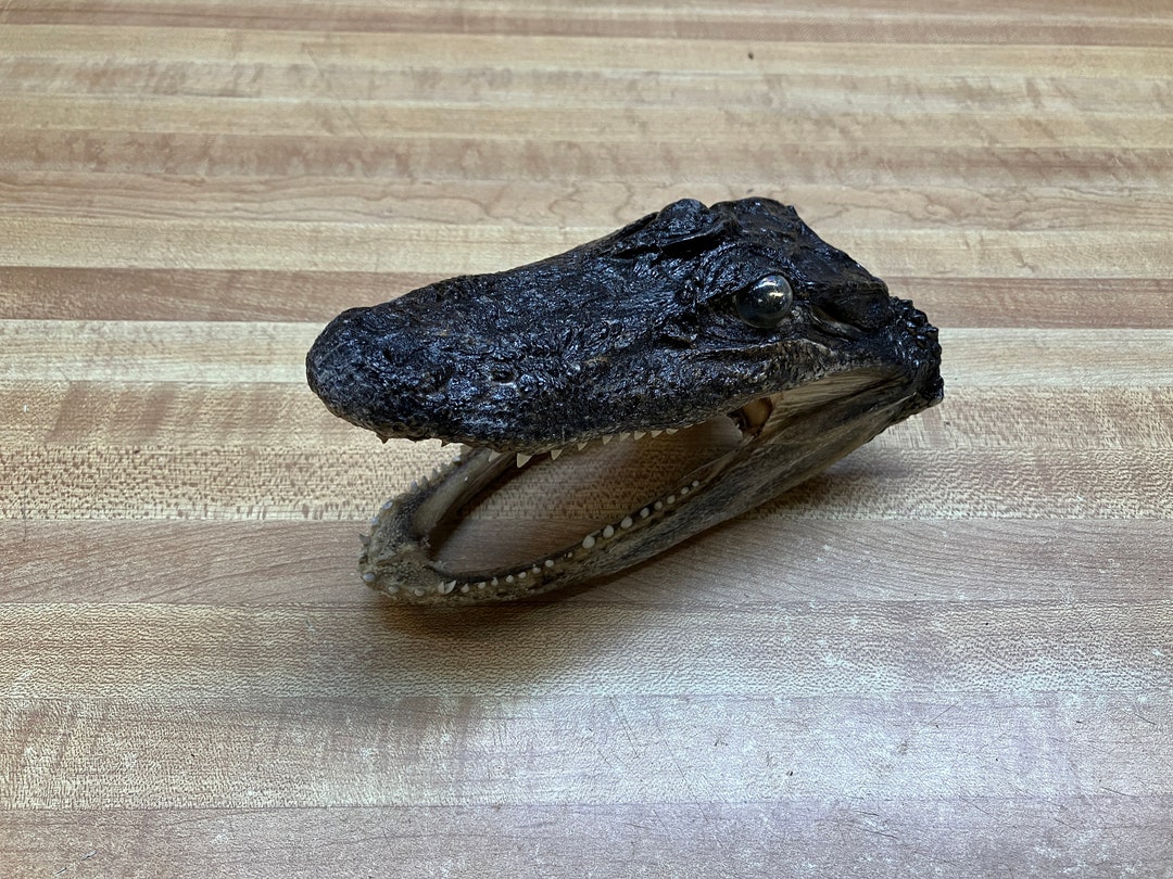 Small Gator Head - Etsy