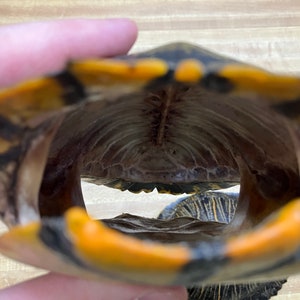 One Large Slider Turtle Shell - Etsy