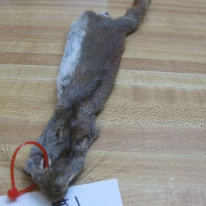 Tanned Canadian Red Squirrel Crafts - Etsy