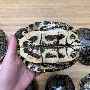 One Slider Turtle Shell - Etsy