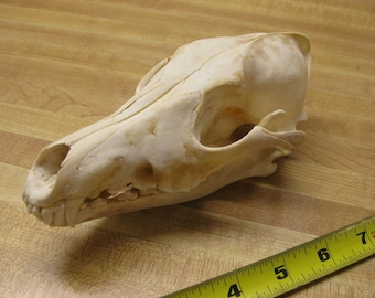 Coyote Skull Real Authentic Montana Coyote Skull Discolored - Etsy
