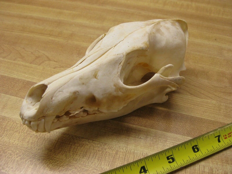 Coyote Skull - Etsy