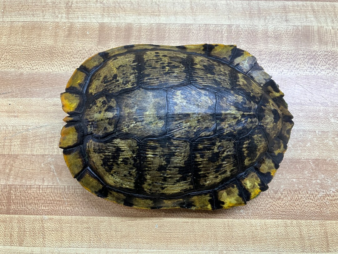 One Large Slider Turtle Shell - Etsy