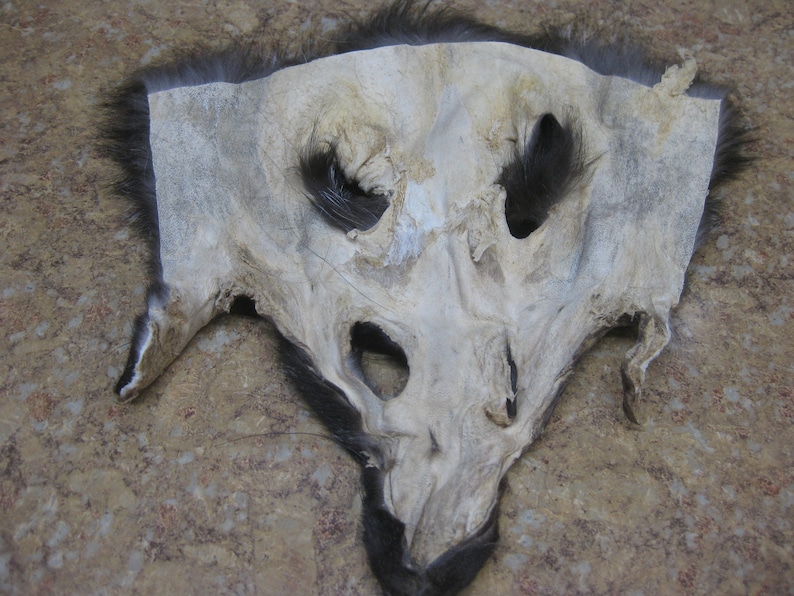 Tanned Silver Fox Face - Etsy
