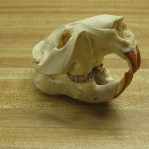 Beaver Skull, Animal Skull, Bones - Etsy