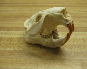 Beaver Skull Lot. Multiple Variations Available - Etsy