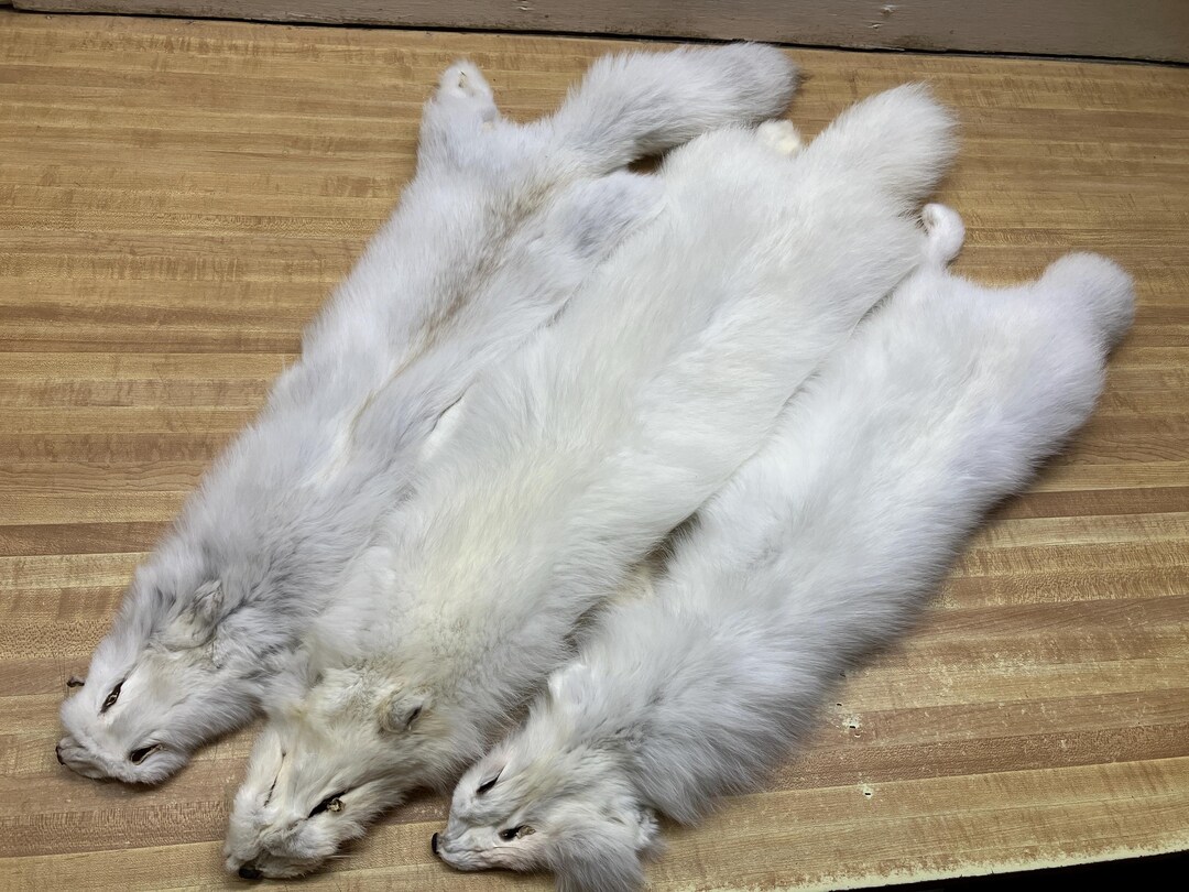 Tanned Arctic Fox Hide DAMAGED - Etsy