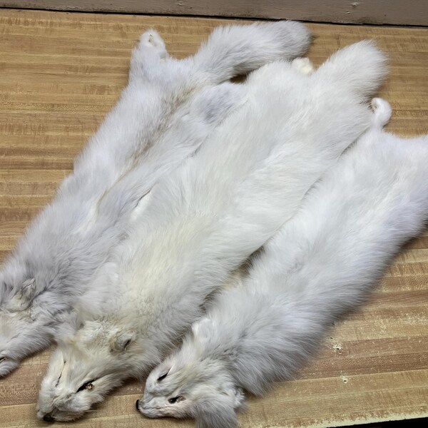 White Fox - Etsy