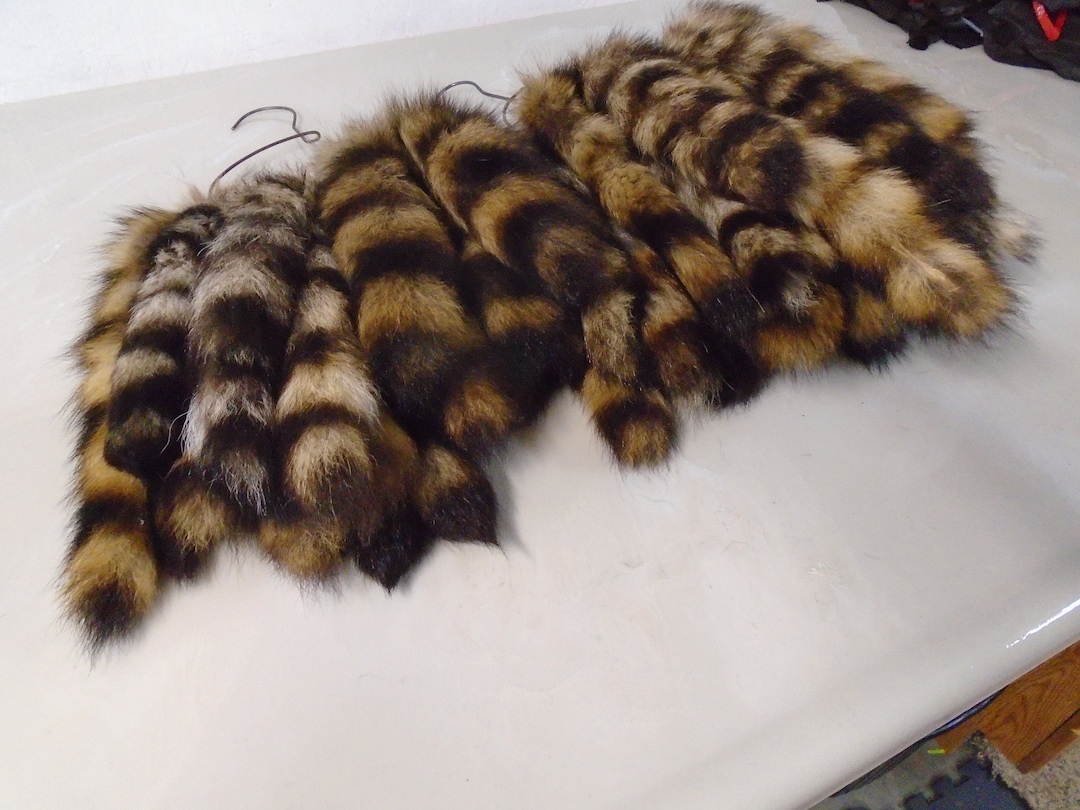 Tanned Raccoon Tails, Tail Only - Etsy