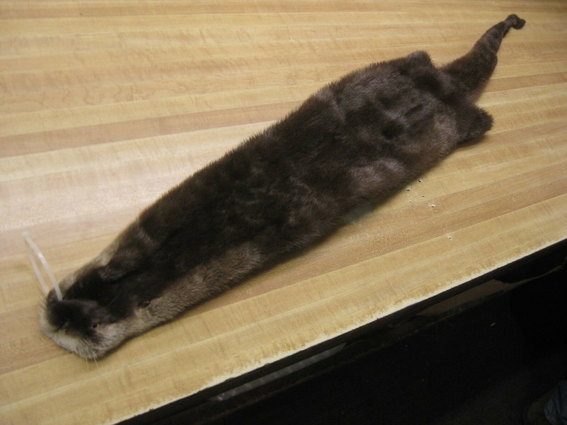 Tanned River Otter Hides - Etsy