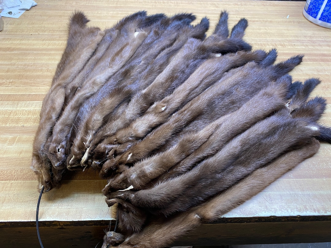 Tanned Ohio Wild Female Mink # 1 Slight Damage - Etsy