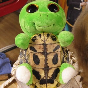 Big Eyed Turtle in Real Turtle Shell - Etsy