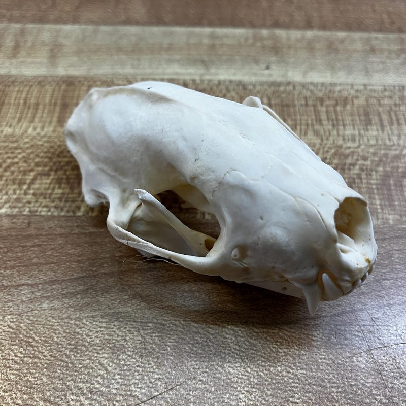 Skunk Skull - Etsy