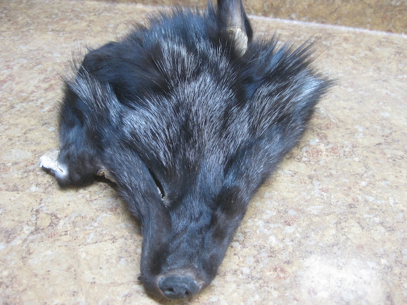 Tanned Silver Fox Face - Etsy