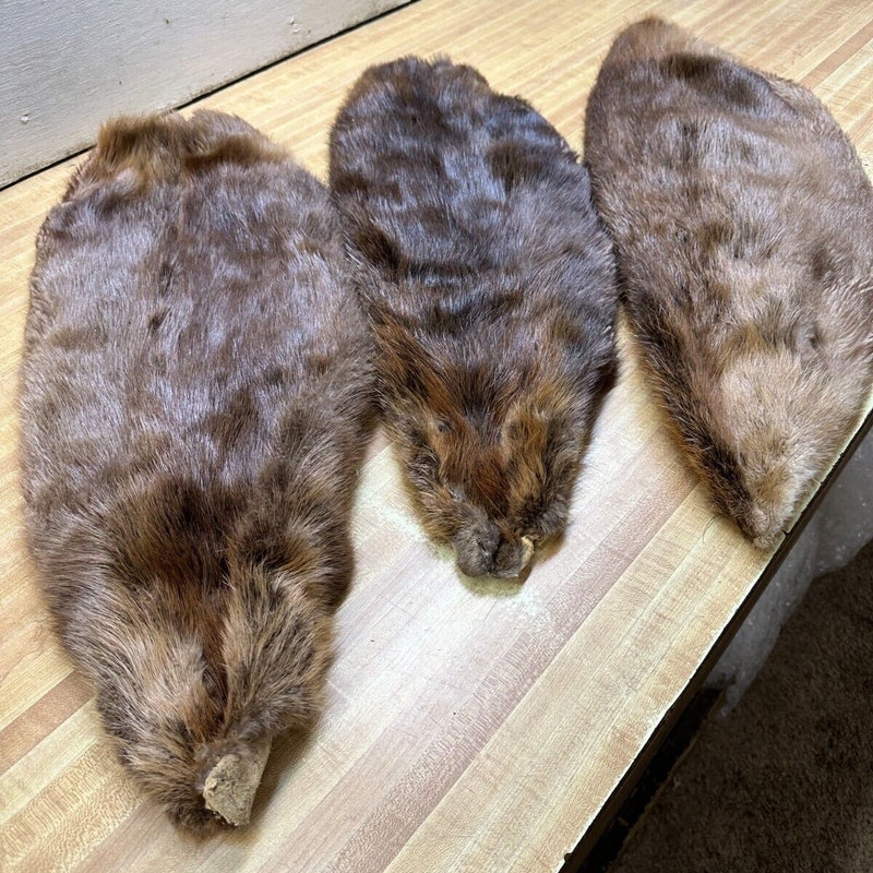 Beaver Pelt - Etsy