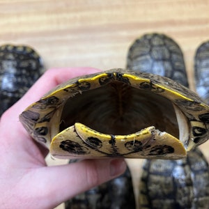 One Slider Turtle Shell - Etsy