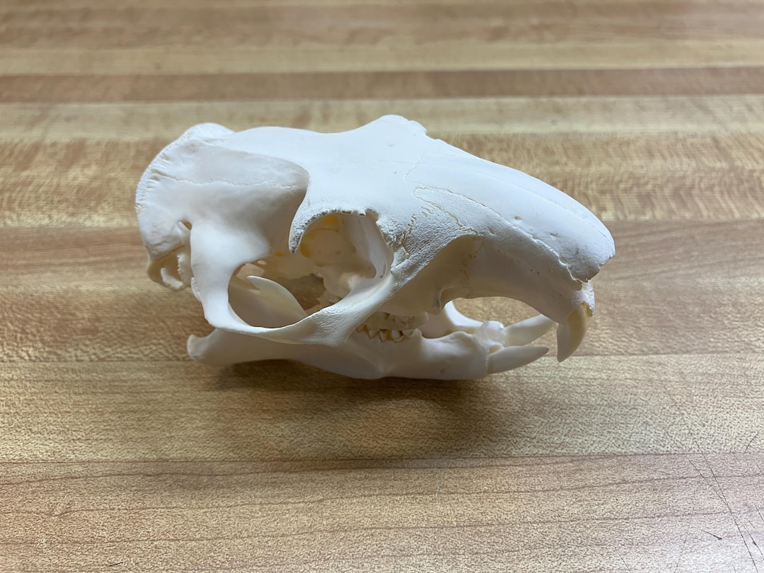 Ground Hog Skull - Etsy
