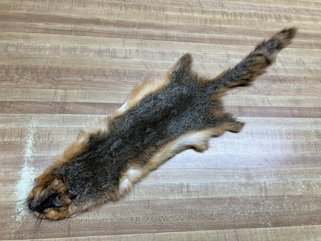 Large Fox Squirrel Hide Tanned Open Fur Crafts - Etsy