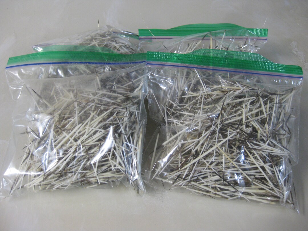 Porcupine Quills, Half Ounce Bag - Etsy