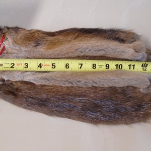Tanned Muskrat Hides - Etsy