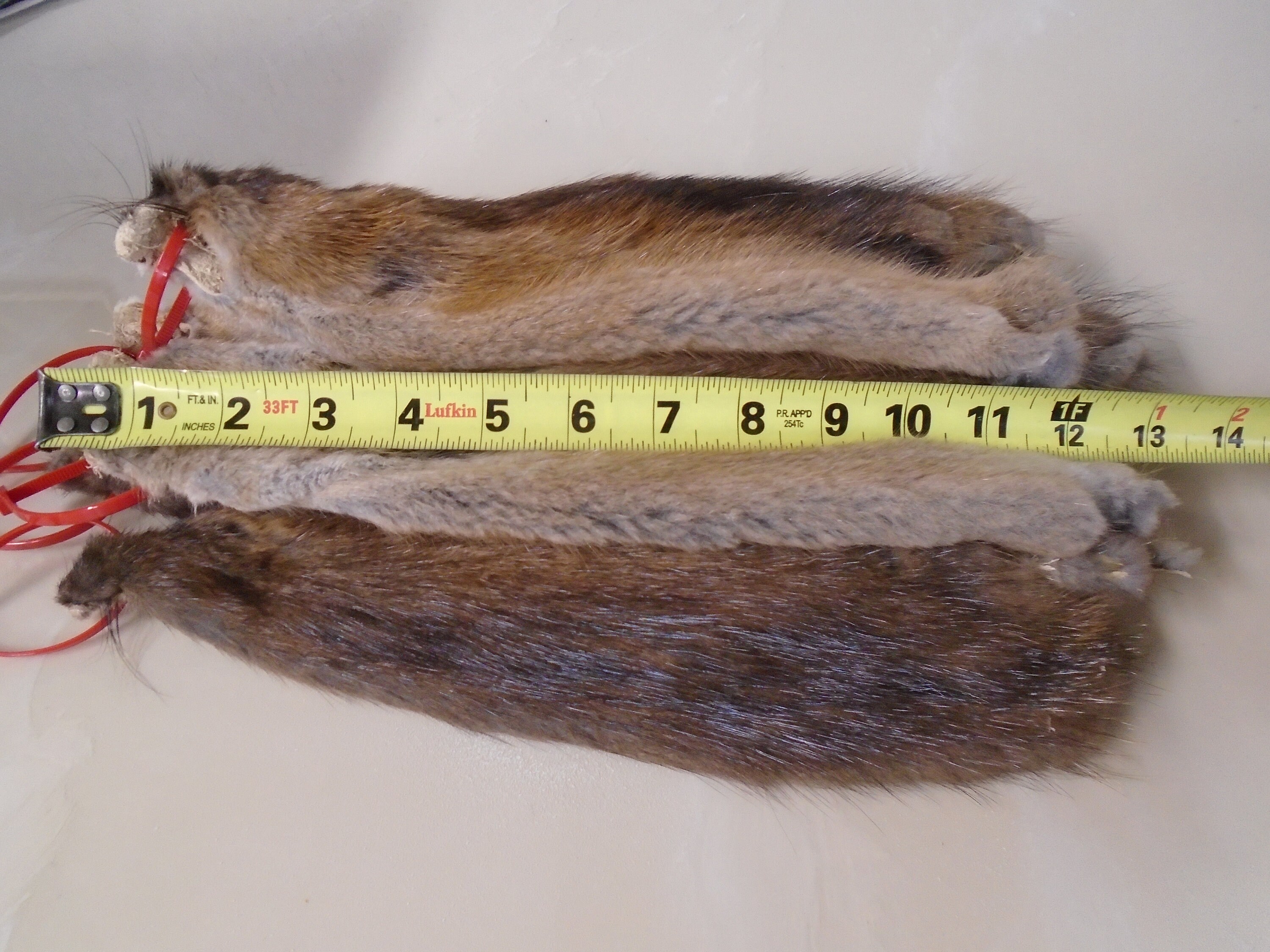 Tanned Muskrat Hides - Etsy