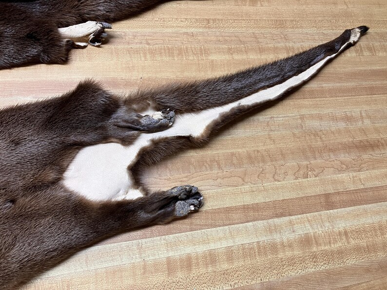 Tanned Otter Hide With Feet - Cased - Etsy