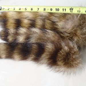 Tanned Raccoon Tails, Tail Only - Etsy
