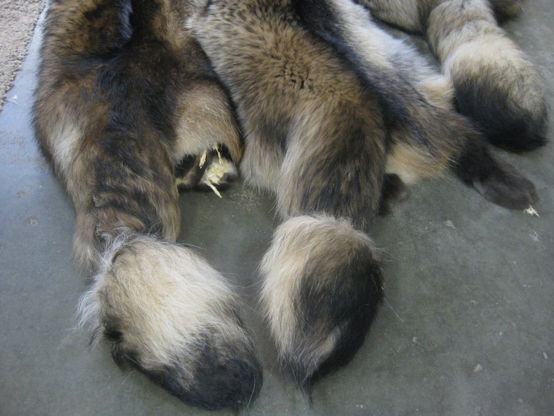 Tanned Tanuki With Damaged Tail, Finn Fur, Pelt, Hide - Etsy