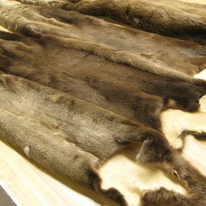 Tanned River Otter Hides - Etsy