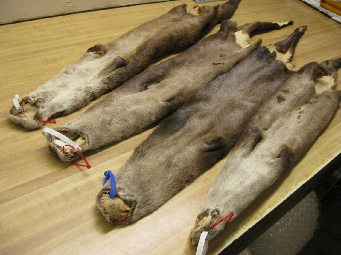 Tanned River Otter Hides - Etsy