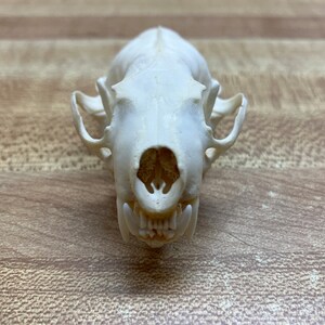 Mink Skull, Animal Skull, Bones - Etsy