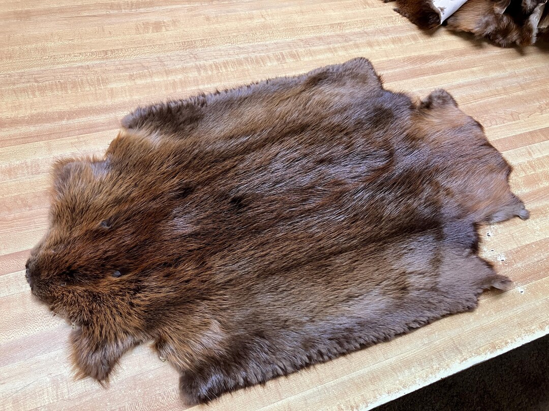 Tanned Beaver Open Leg (canadian) Hides - Etsy