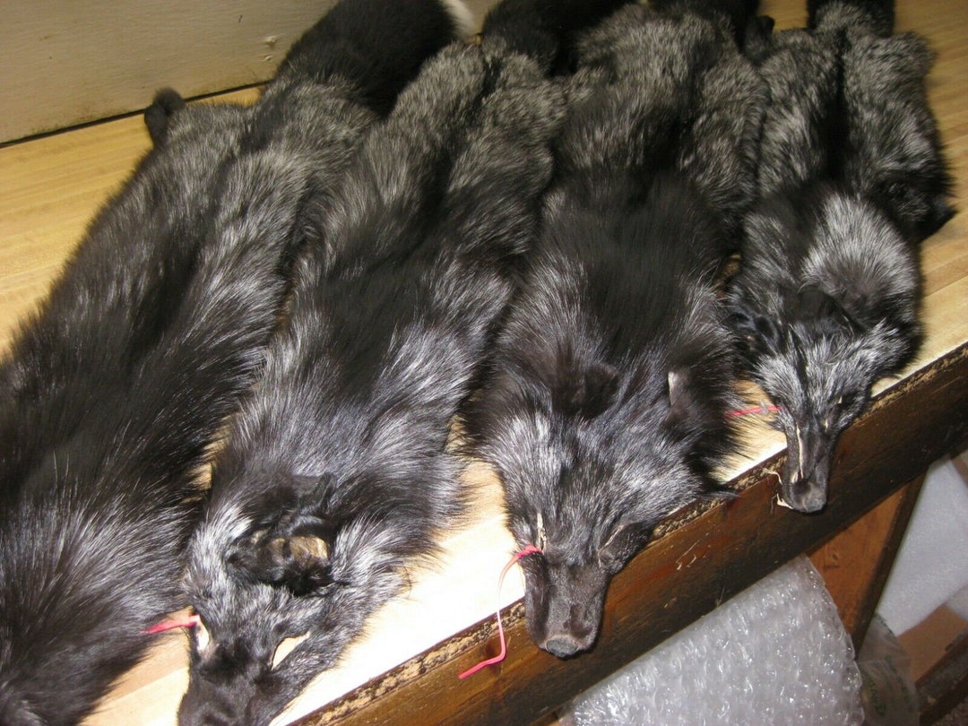 Dark Phase Silver Fox Tanned - Etsy